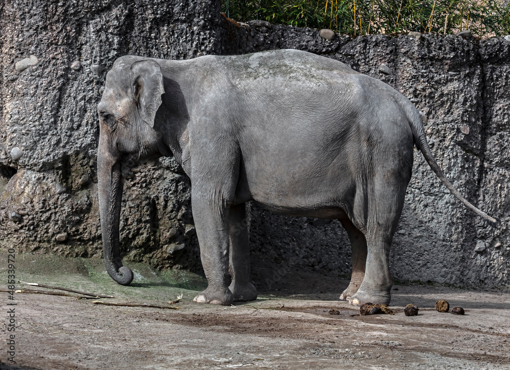 Asian elephant female in its enclosure. Latin name - Elephas maximus ...