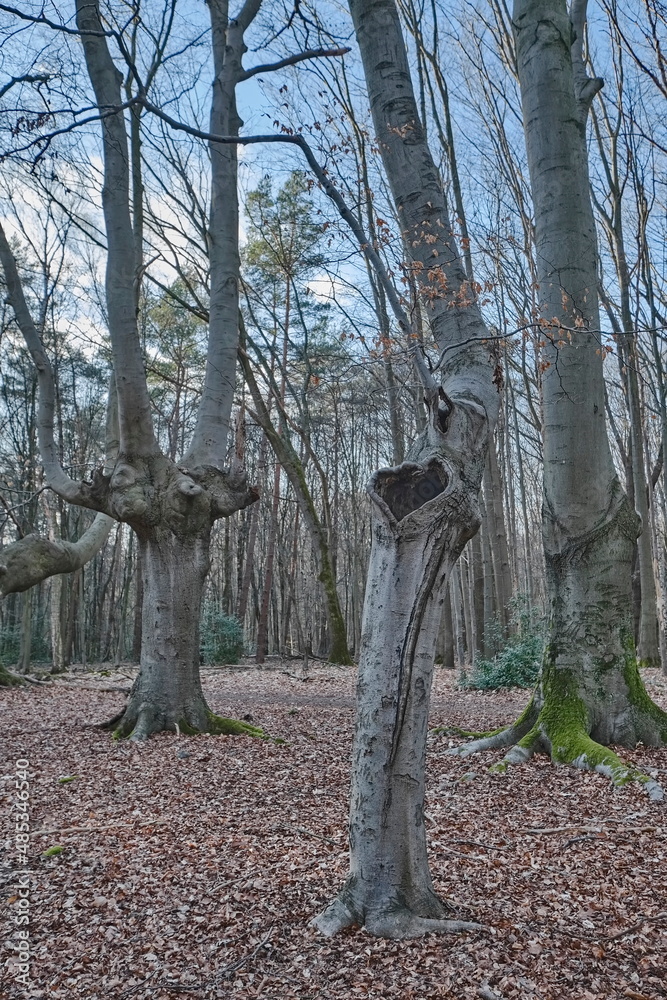 Ein Buchenbaum mit einem Loch im form von einem Herz im Buchenwald ...