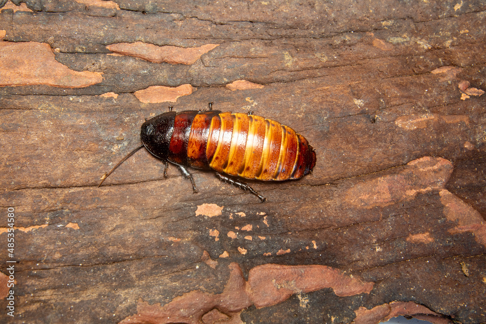 big tropical cockroach Female of Gromphadorhina portentosa , one of the ...
