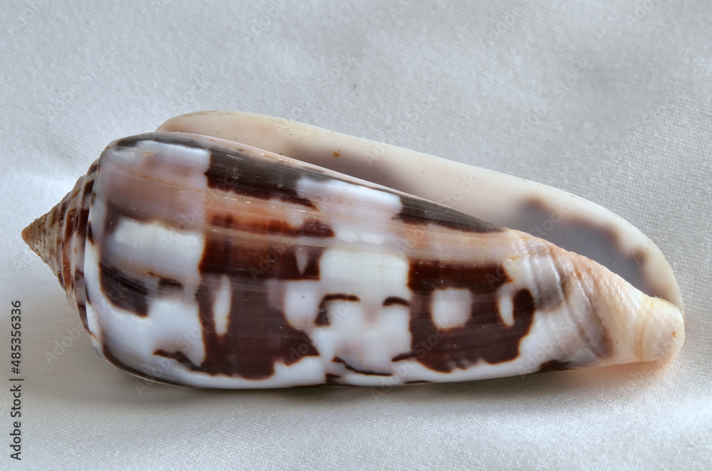 Specimen of shell conus striatus (Linné 1758) of the Indo-Pacific ...