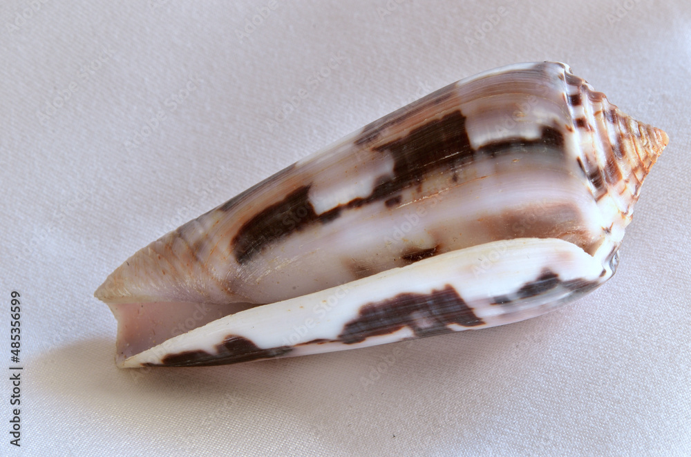 Specimen of shell conus striatus (Linné 1758) of the Indo-Pacific ...