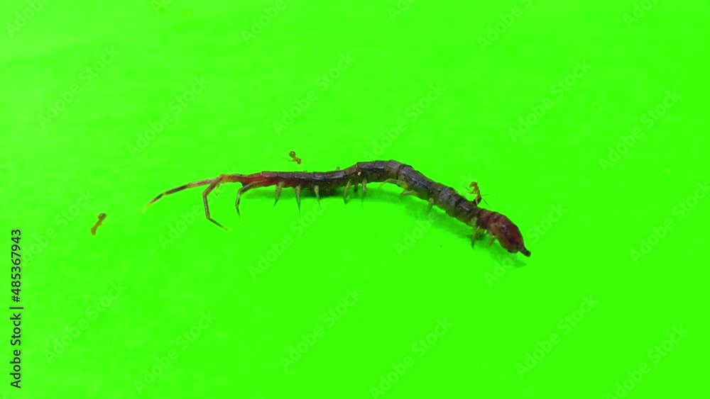 centipede insect green screen background Stock Video | Adobe Stock