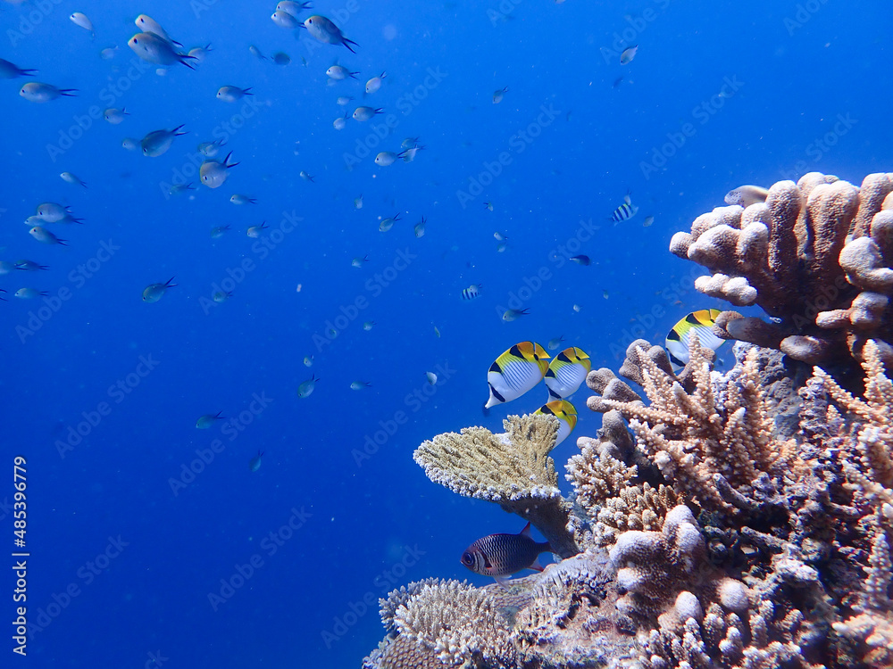Beautiful colored coral reefs of Mayotte lagoon Stock Photo | Adobe Stock