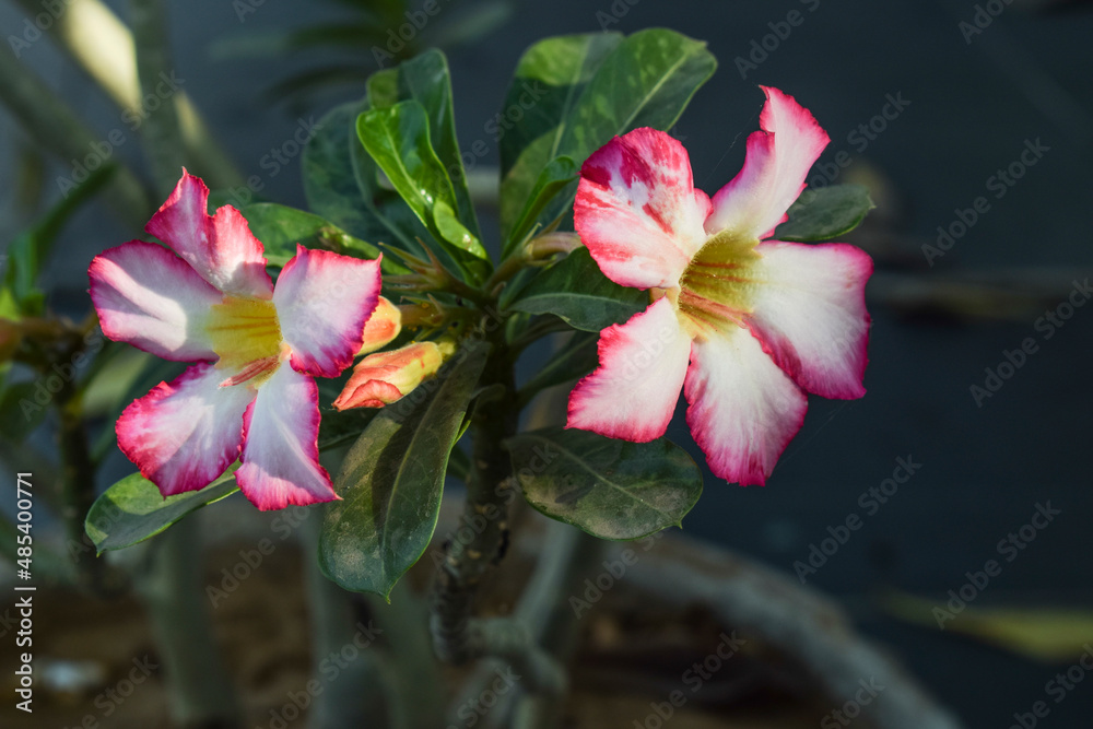 Light pink flower desert rose Adenium obesum, mock azalea, impala lily ...
