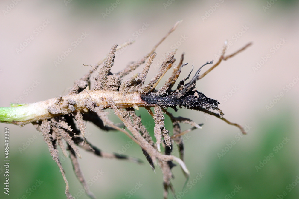 Foot Rot (Fusarium solani) on Broad Bean stem base (Vicia faba). Stock ...