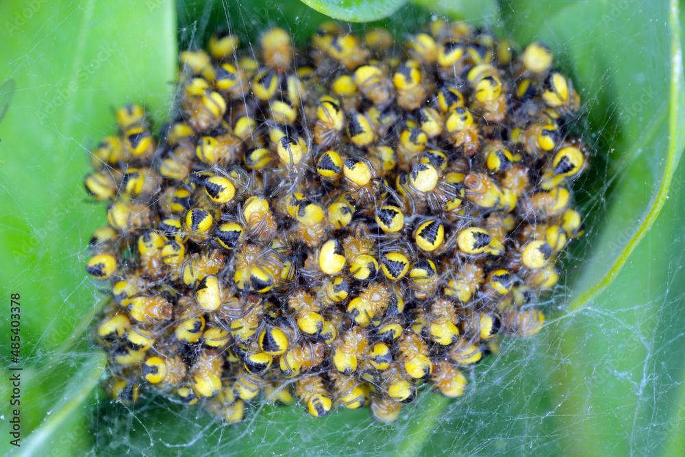 Very small young spiders of a yellow-brown color in a spider's nest ...