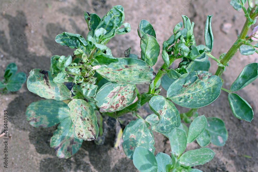 Foto de Broad bean plant with Chocolate spot disease on the foliage, a ...