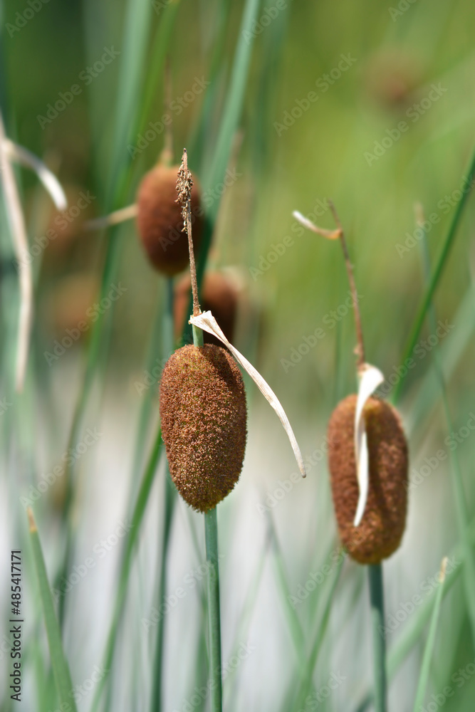 Dwarf bulrush Stock Photo | Adobe Stock