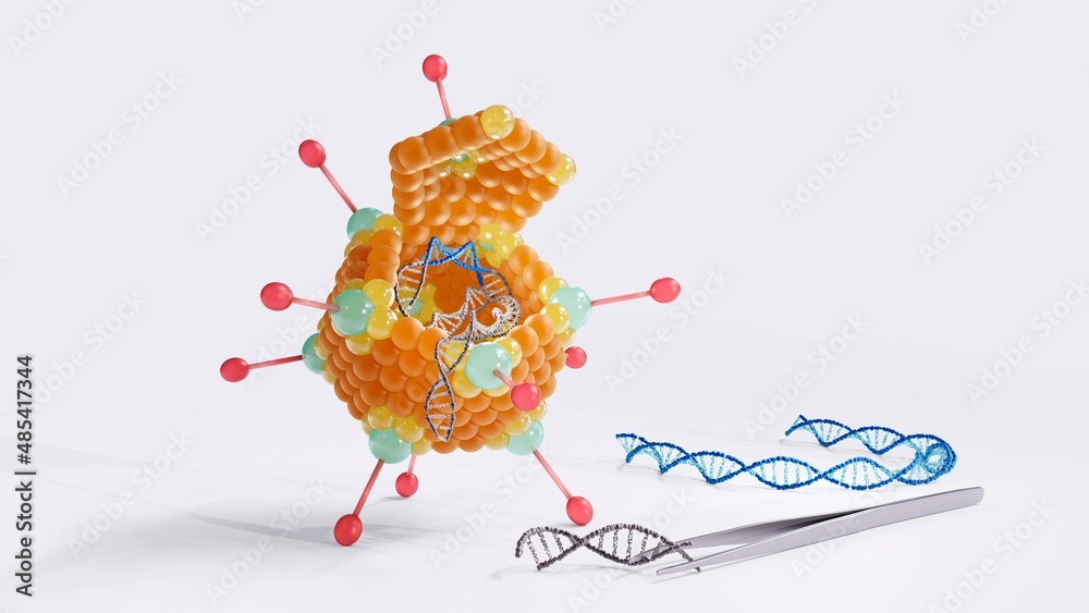 In genetic engineering a genetically modified virus can be used for ...