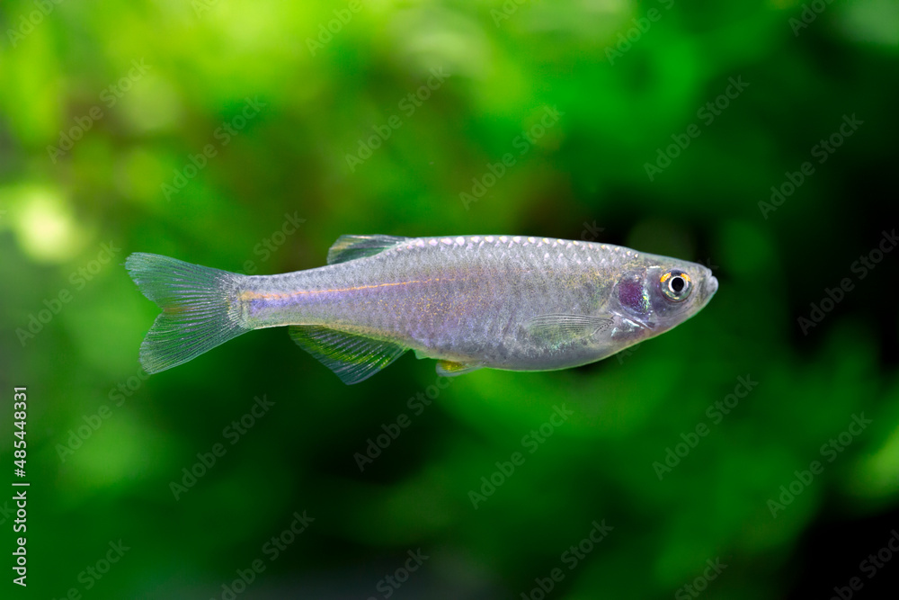 Danio Albolineatus
