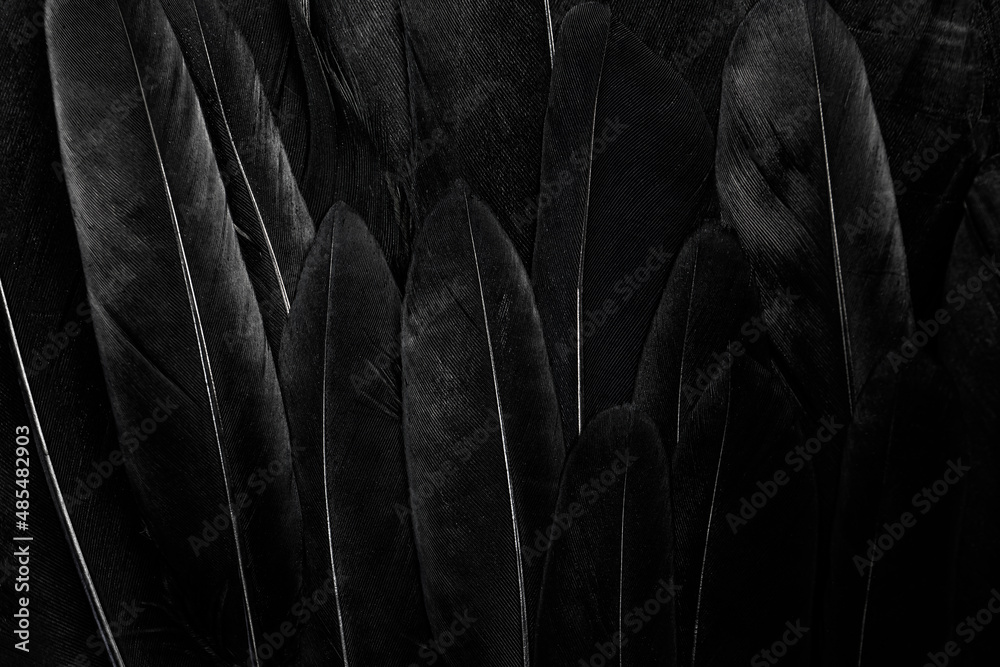 Black Bird Feathers Texture Background. Stock Photo | Adobe Stock
