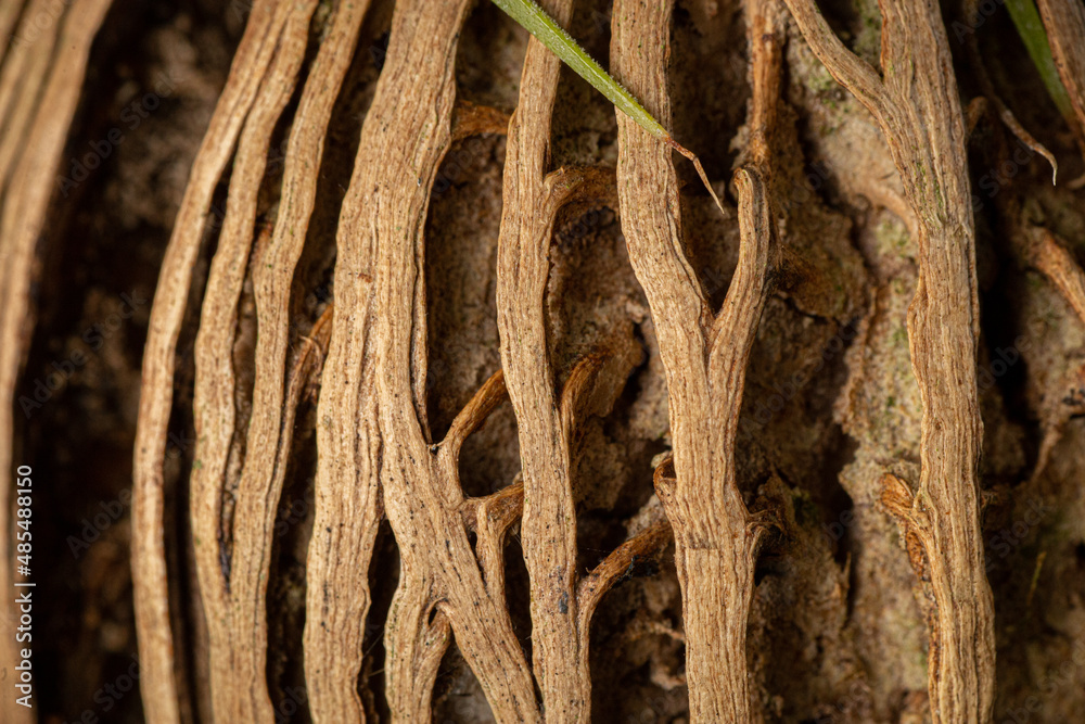 Plant roots texture for background and wallpaper. Abstract background ...