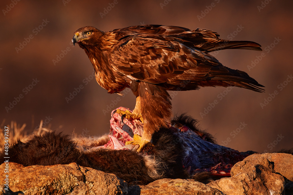 Eagle with cow calf carcass. Golden eagle, stone, Rhodopes mountain ...