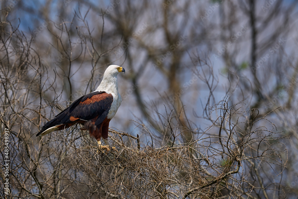 African Fish-eagle, Haliaeetus vocifer, brown bird with white head ...