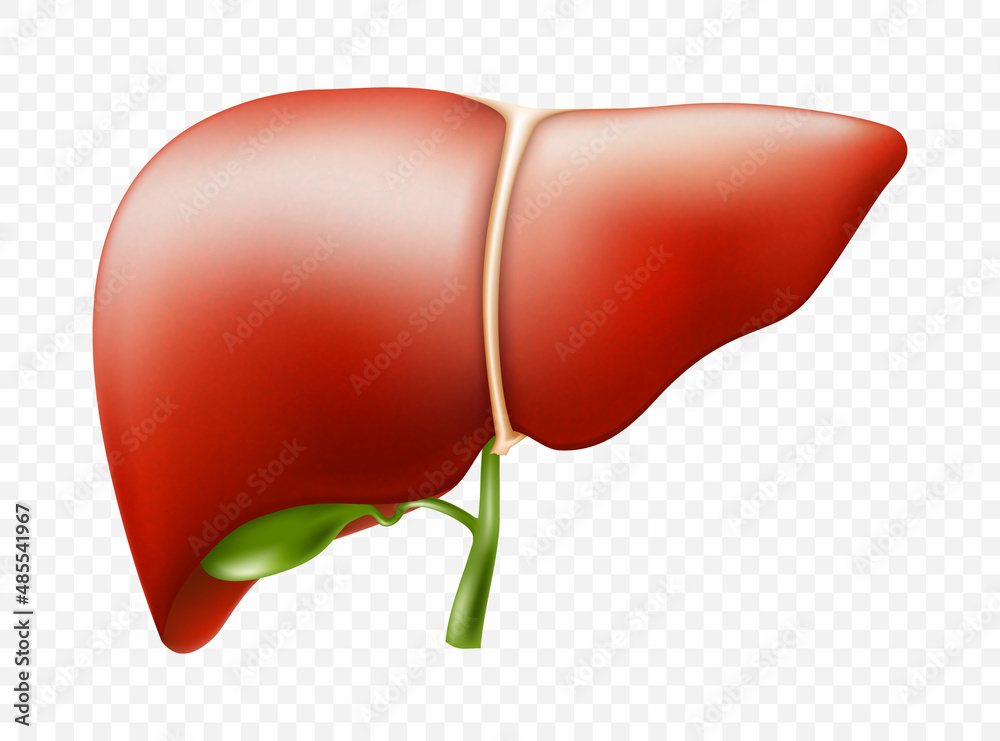Realistic liver anatomy structure. Vector hepatic system organ ...