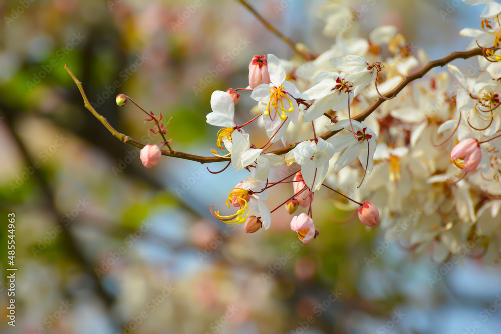 sky, cassia, park, wishing tree, colorful, sakura, botanical, cherry ...