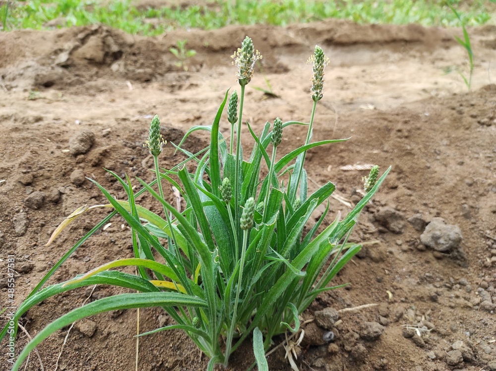 Beautiful View Of Isabgol ( Ispaghula, Psyllium Seed, Indian Plantago ...