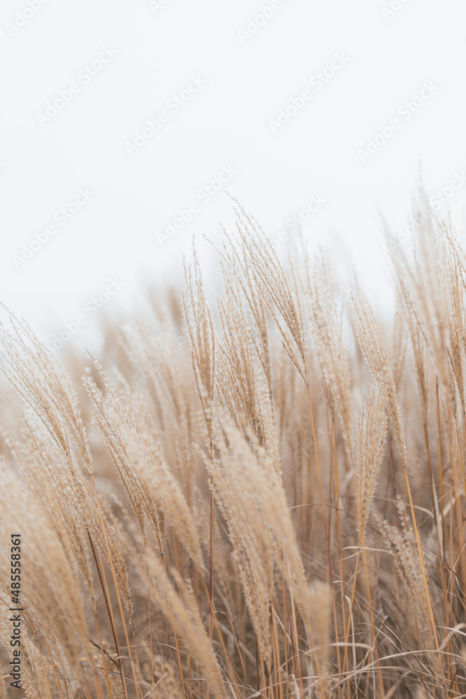 Abstract natural background of soft plants Cortaderia selloana. Pampas ...