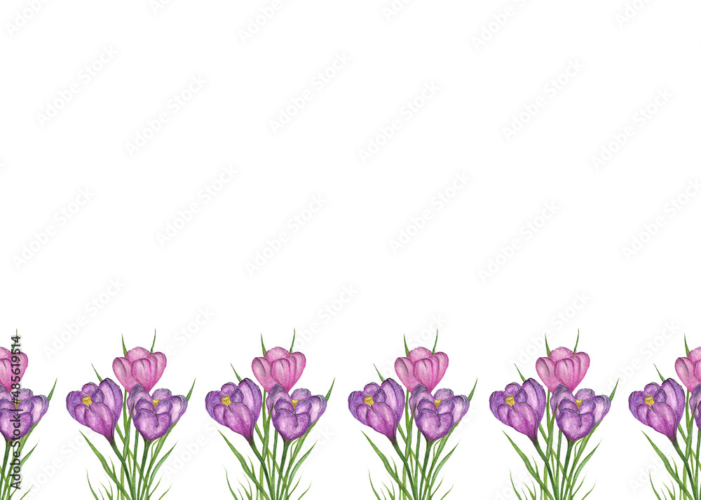 Floral seamless border with purple crocuses in green grass on a white ...