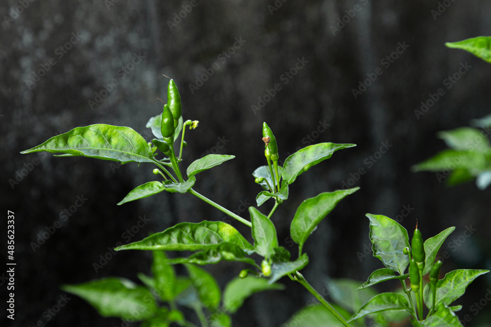Capsicum annuum (Thai pepper) The ingredients used in various types of ...