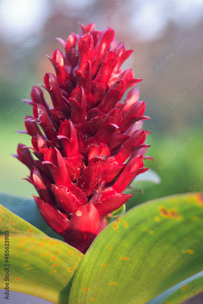 Selective focussed view of vibrant red coloured Cheilocostus speciosus ...