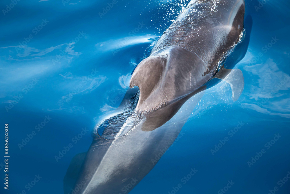 Delfin Flosse Stock-Foto | Adobe Stock