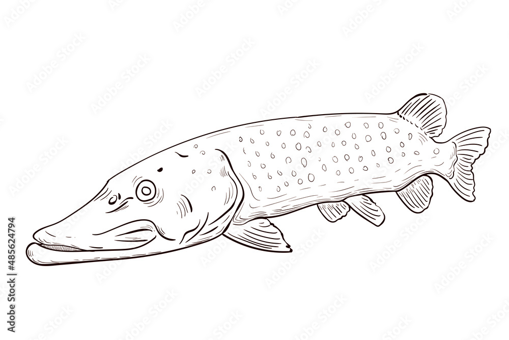 Pike Fish Northern Pike (Esox Lucius) Freshwater. Vector sketch of a ...
