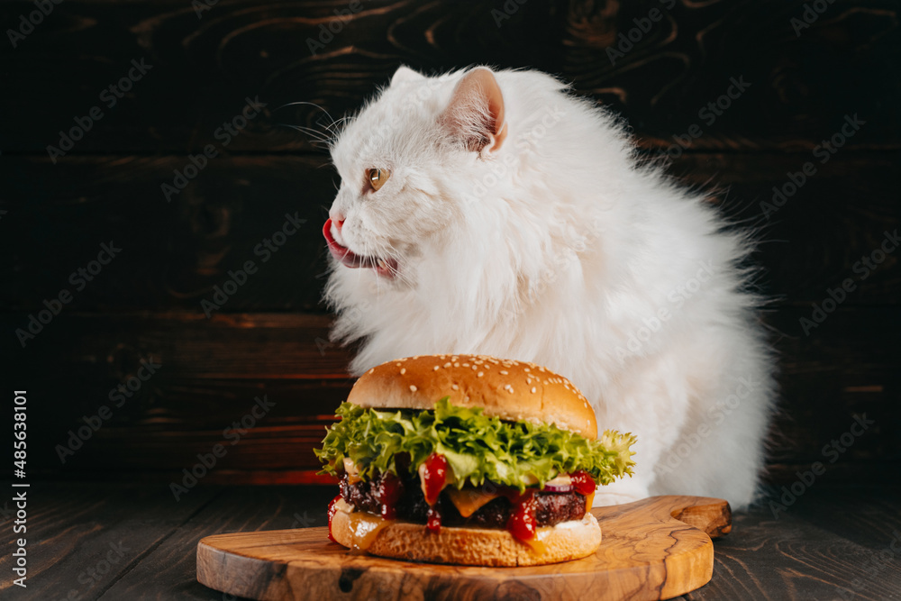 Cute fluffy cat eating big burger on dark background. Kitty eats tasty ...