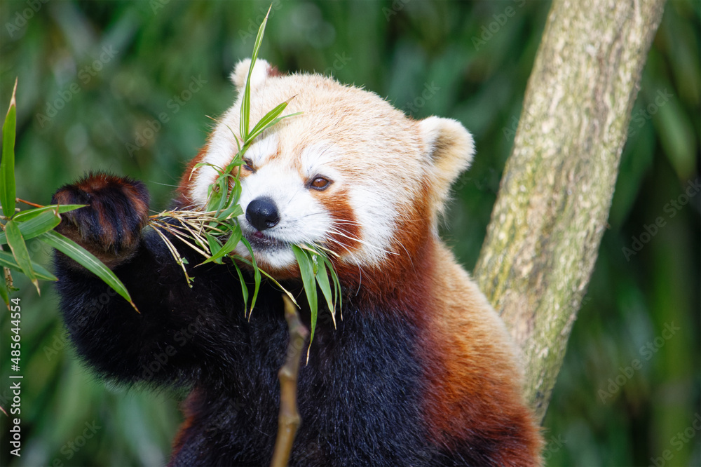 Panda roux qui mange des feuilles de bambou dans le parc animalier de ...