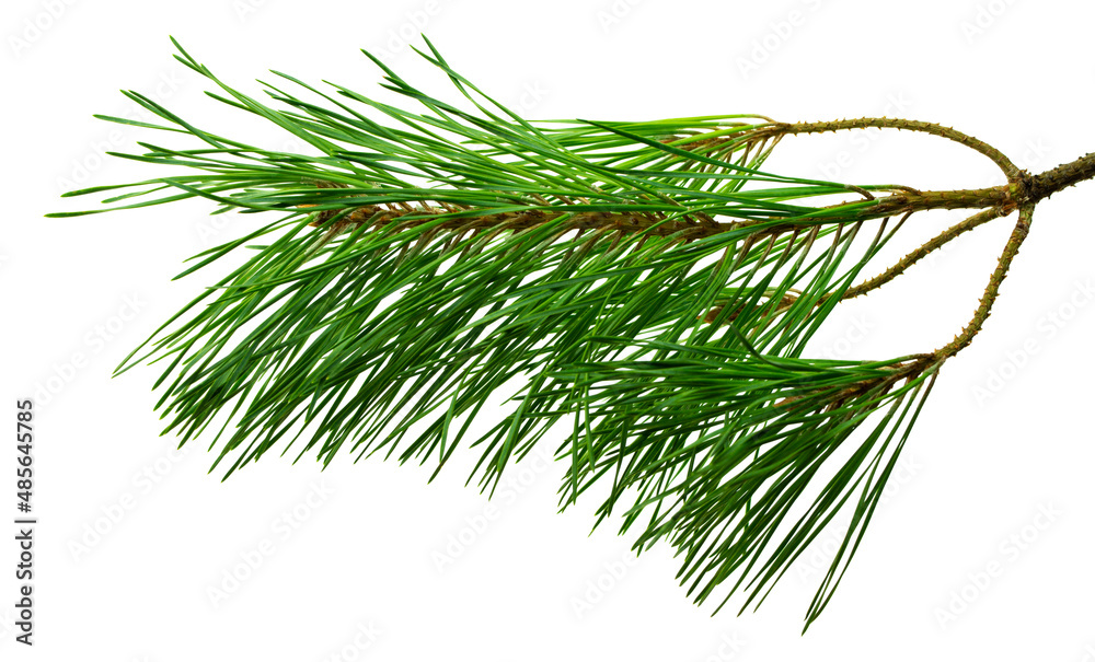 Branches of fragrant pine, isolated on white background without shadow ...