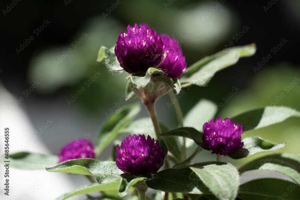Photo & Art Print La Gomphrena es una planta medicinal originaria de ...