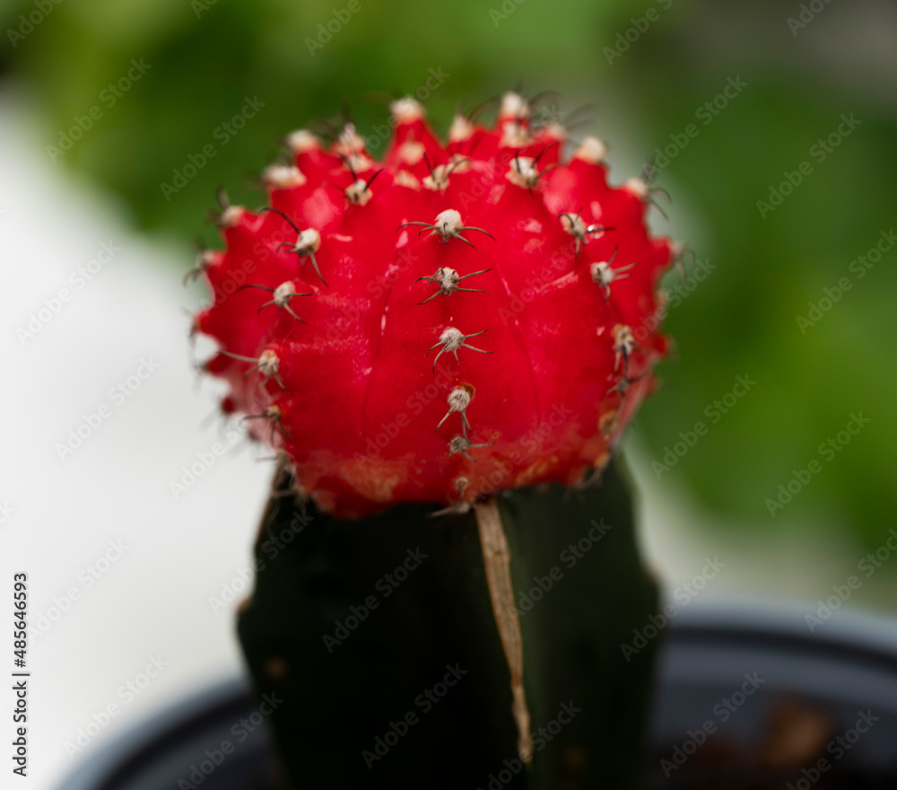 El cactus rojo se ha vuelto como una de las plantas más populares para ...