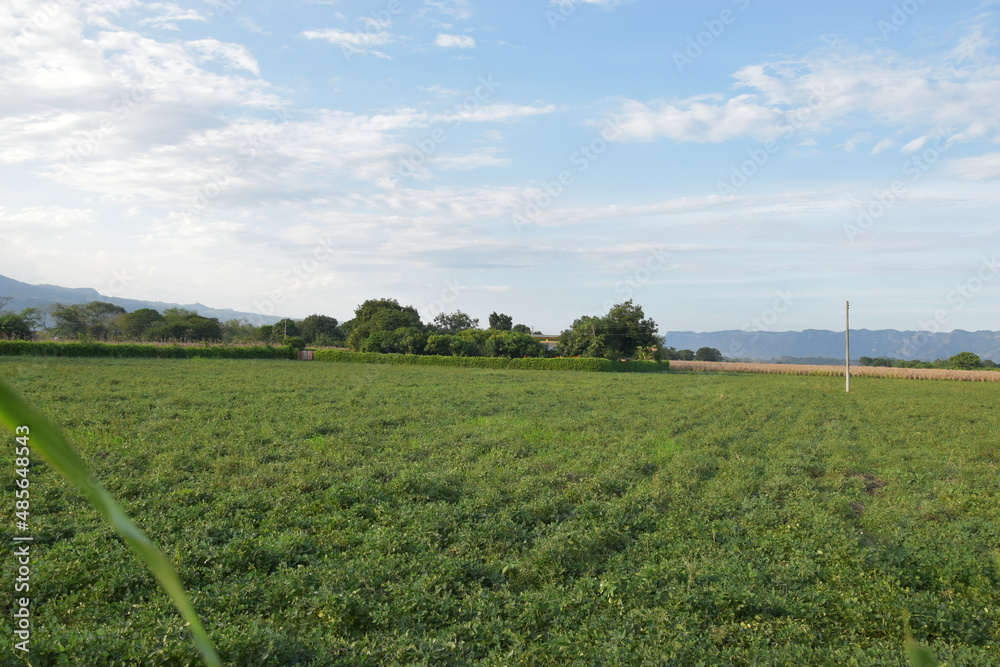 paisaje de pastos verdes con arboles al fondo y cielo hermoso azul y ...