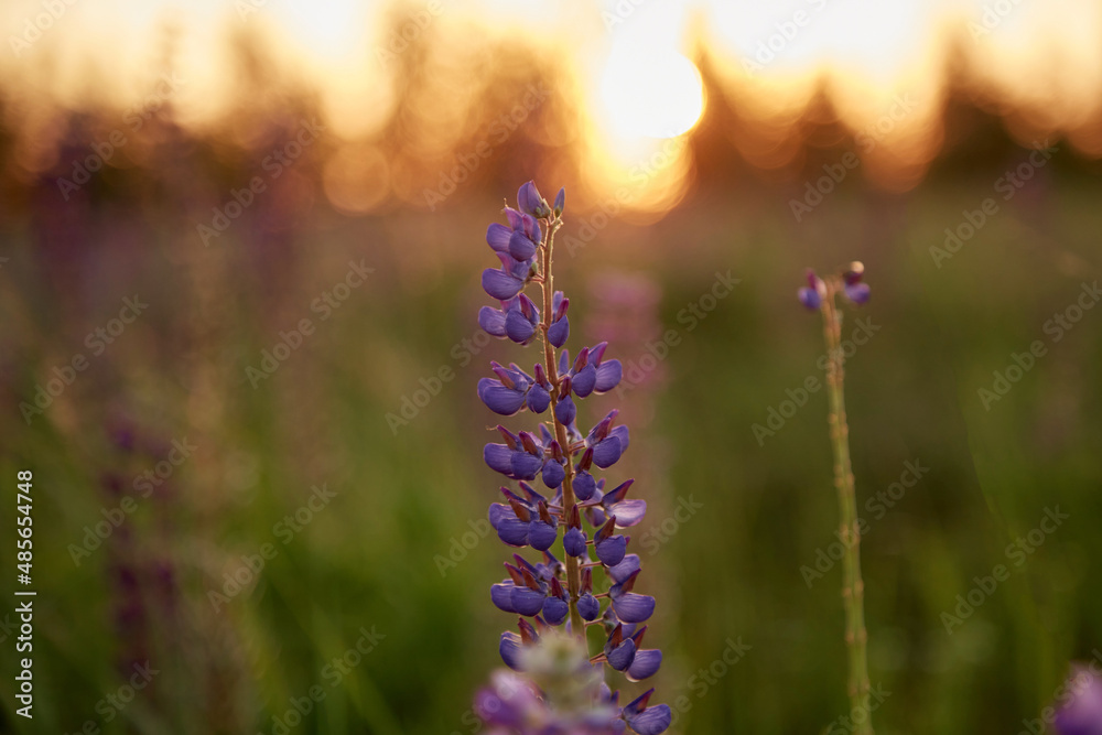Macro photography lupines flowers. Lupins purple field summer ...