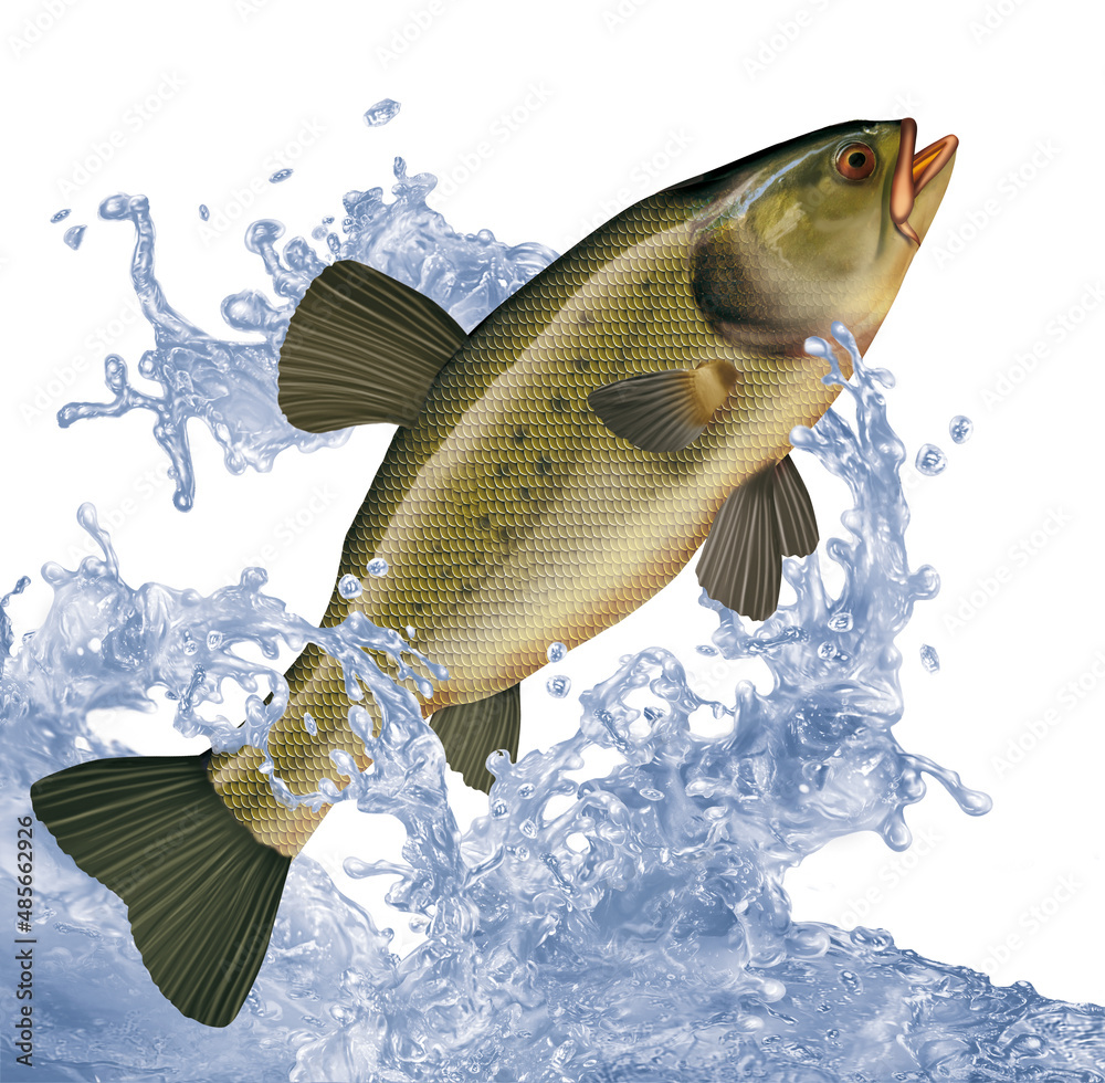 poisson , tanche , perche, pêche, animal, isolé, aliment, giclée, eau ...