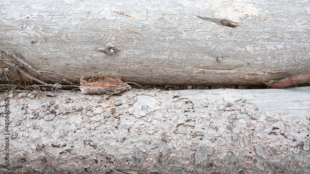 Tree trunks infested with Bark Beetles. Dangerous pest in European ...