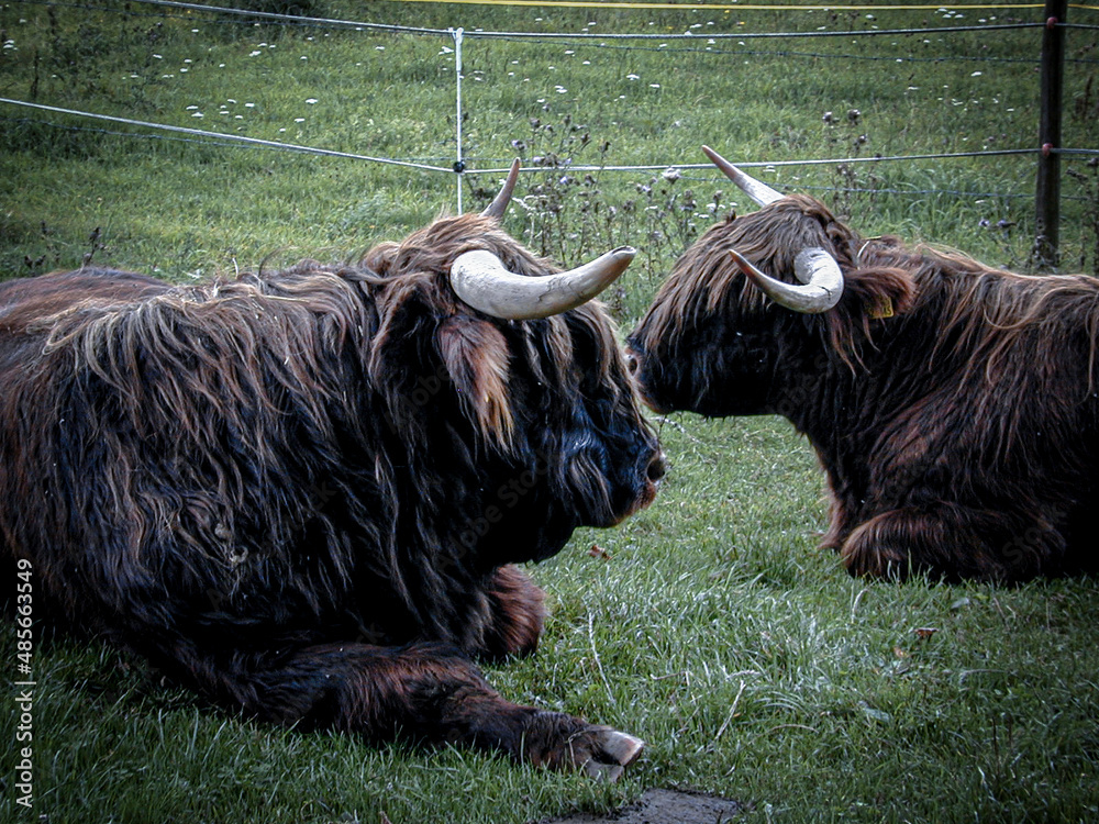 Highland cow, Kuh mit langen Haaren Stock Photo | Adobe Stock