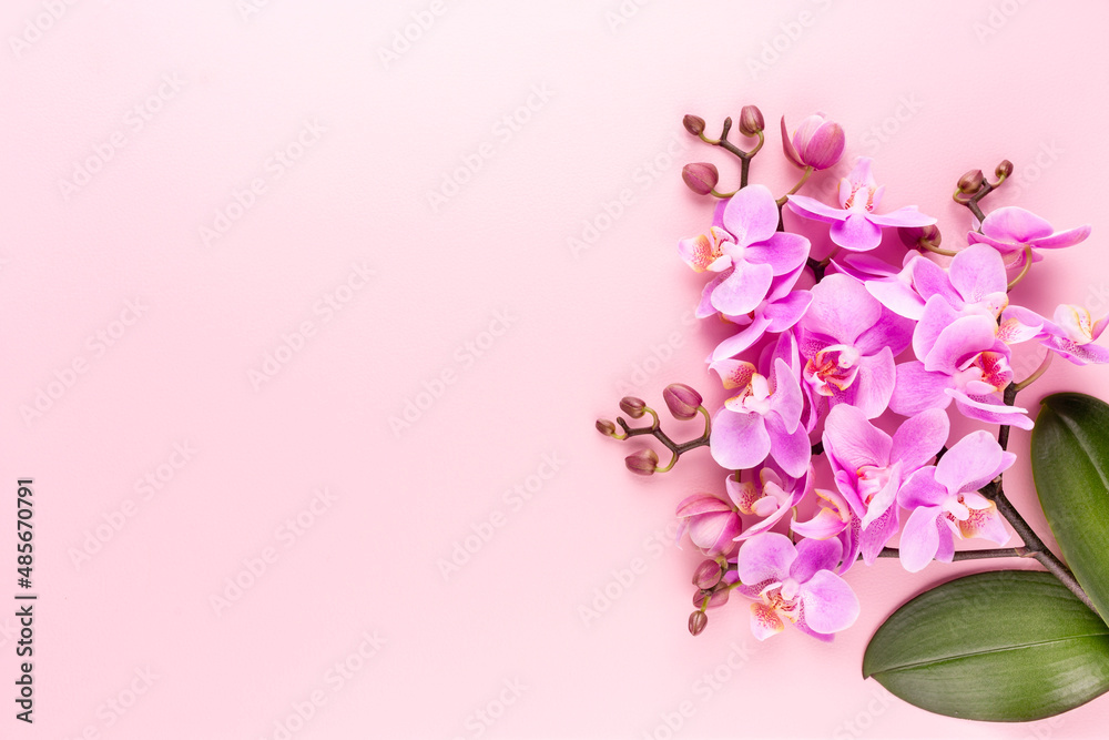 Pink spa orchid theme objects on pastel background. Stock Photo | Adobe ...