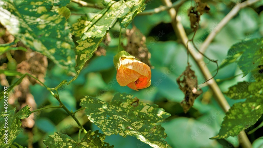 Foto de Abutilon pictum also known as Chinese lantern, Painted Indian ...