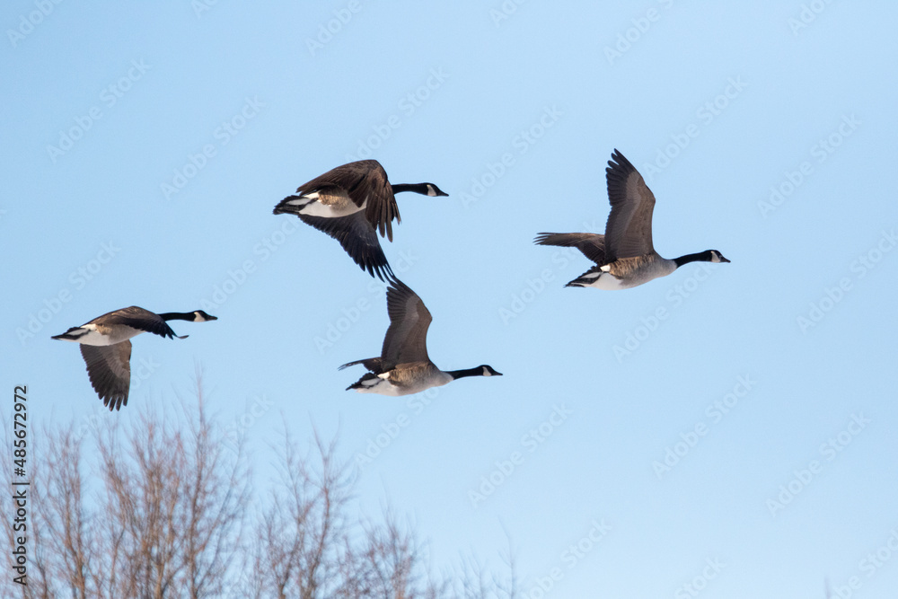 four geese flying in blue sky with a few trees in the background Stock ...