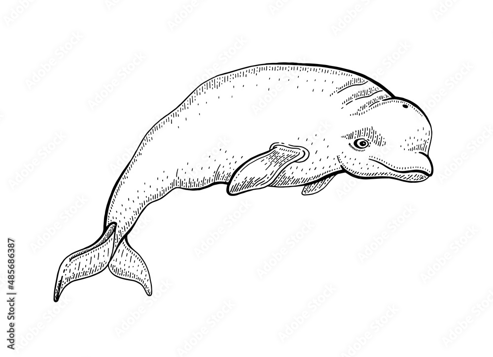 Beluga Whale vector illustration. Ocean animal line drawing. Sea water ...