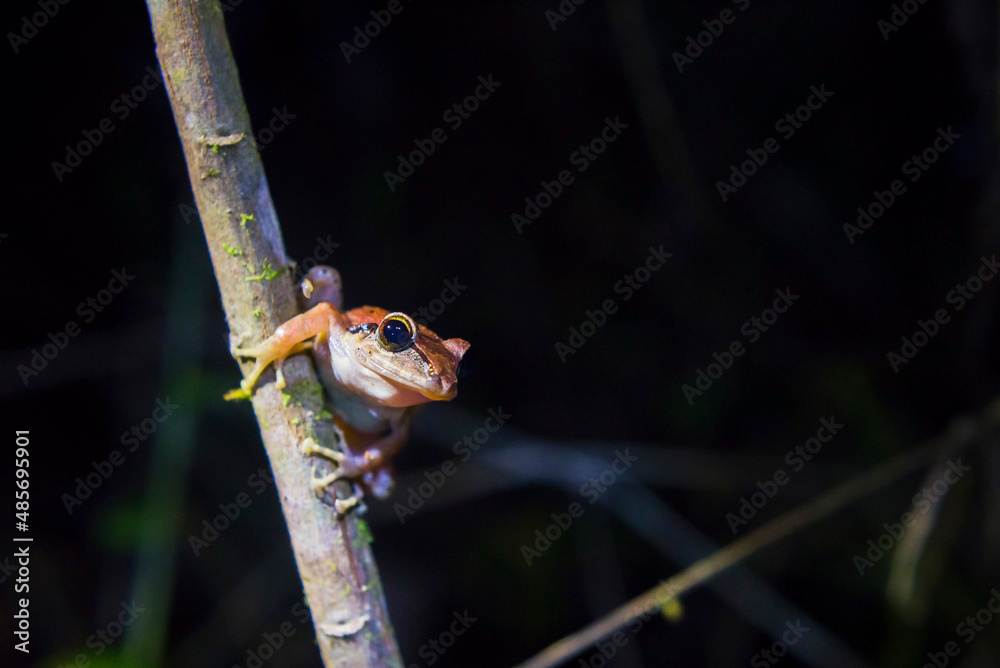 Frog in the Choco Rainforest at night, Ecuador. This area of jungle is ...