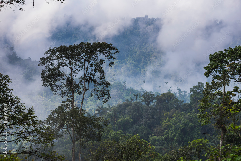 Choco Rainforest landscape, Ecuador. This area of jungle is the Mashpi ...