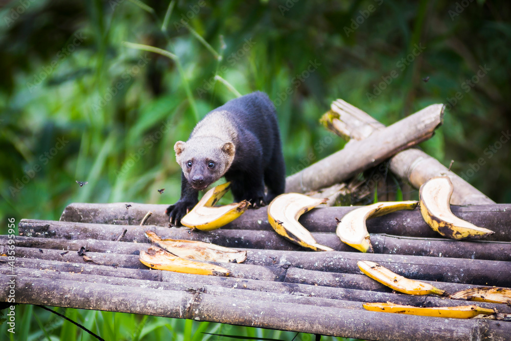 Tyra in the jungle at Mashpi Cloud Forest in the Choco Rainforest ...
