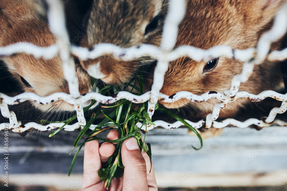 Child feeding rabbits sitting in hutch on farm. Closeup of child hand ...