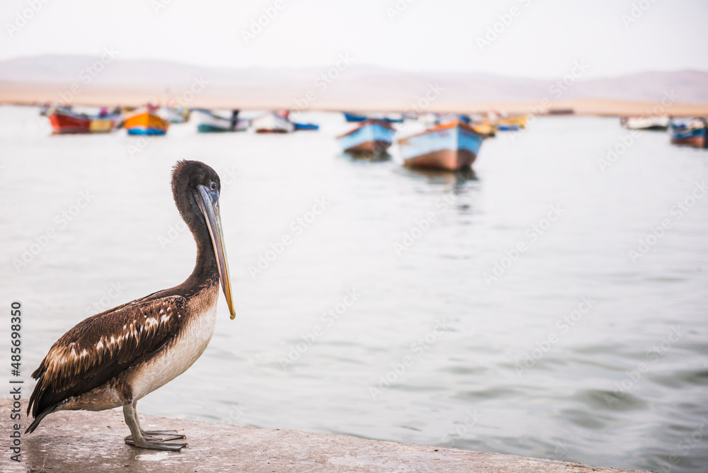 Peruvian Pelican (Pelecanus Thagus) in a fishing village in Paracas ...
