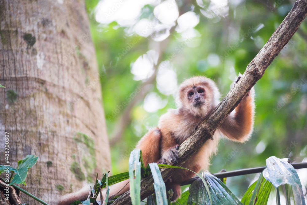 White fronted Capuchin Monkey (Cebus albifrons), Monkey Island (Isla de ...
