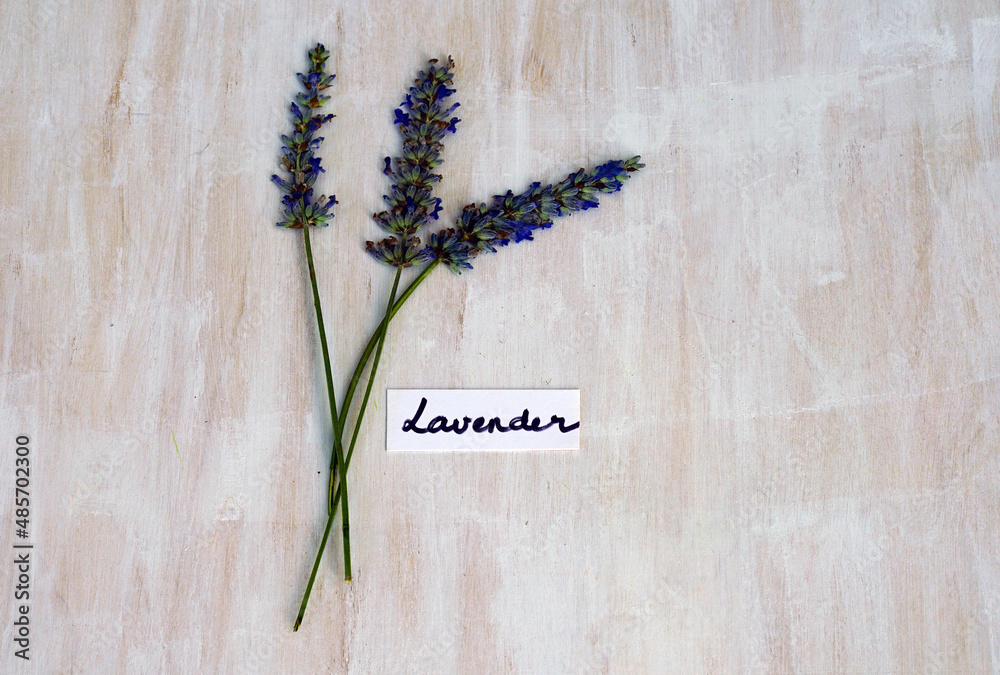 Pressed dried sprigs of lavender flowers Stock Photo | Adobe Stock