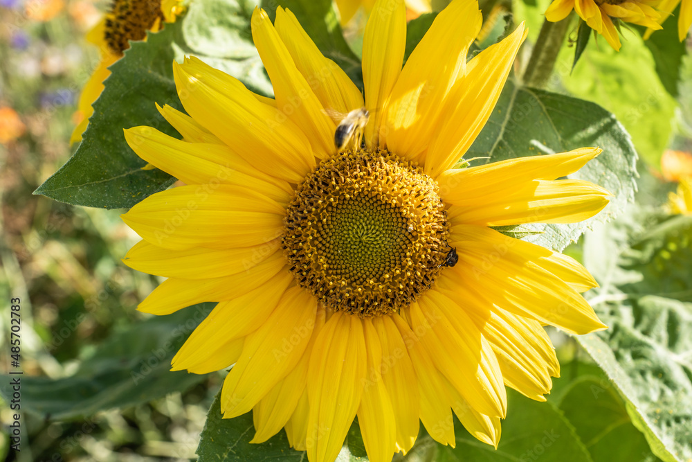 Sonnenblume Stock Photo | Adobe Stock