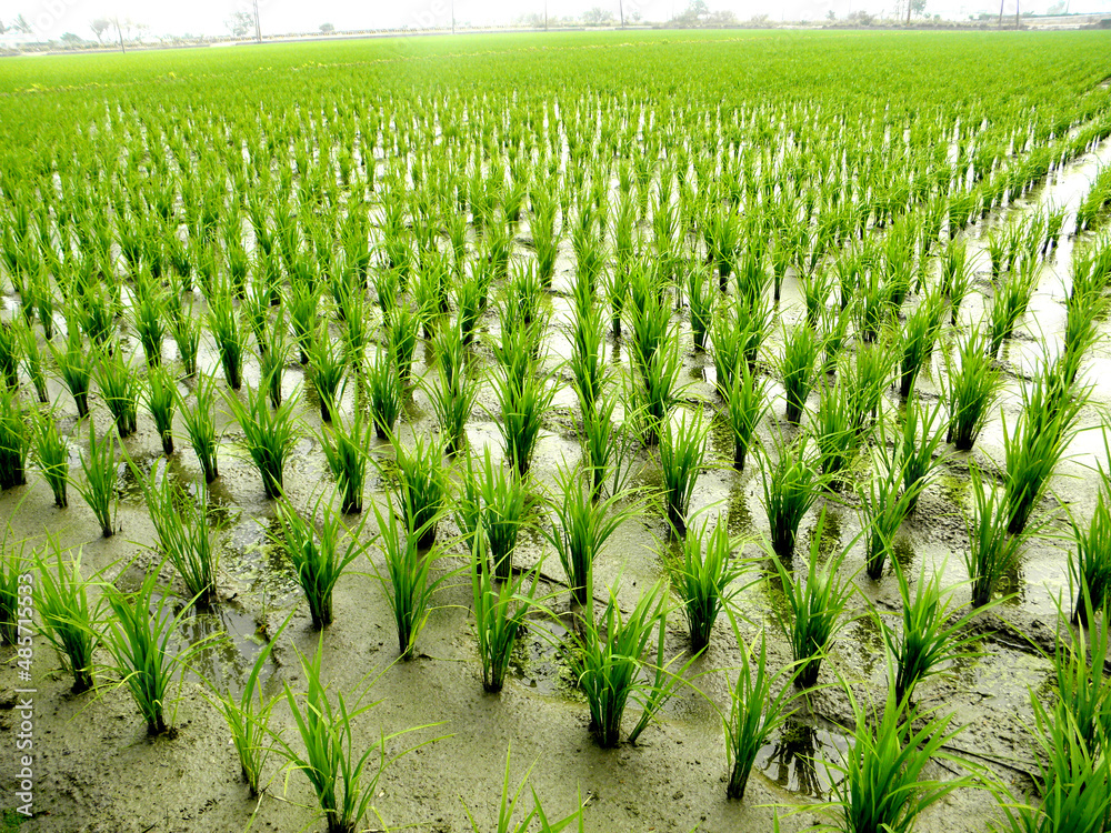 Rice field. Closeup of yellow paddy rice field with green leaf and ...